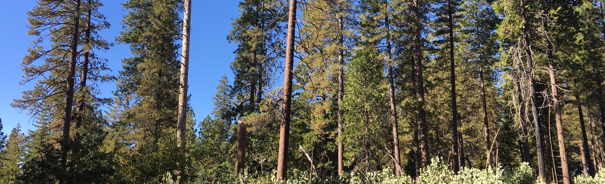 Fleming Meadow Loop: 372 Reviews, Map - California | AllTrails