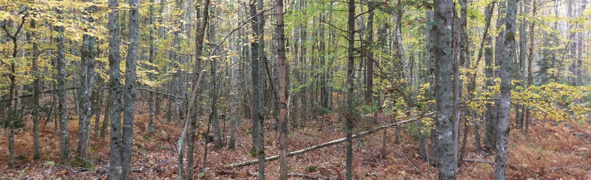 Oyster River Bog Trail via von Saltza Trailhead (Short Option), Maine ...