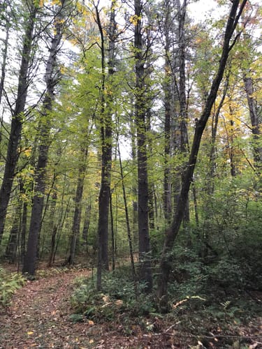 2023 Best Forest Trails in Upton State Forest | AllTrails