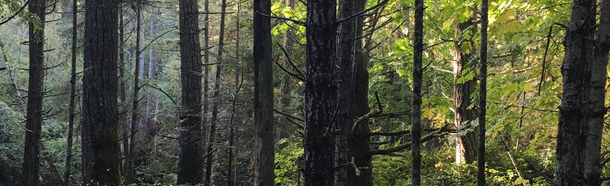 Weston Ridge, British Columbia, Canada - 60 Reviews, Map | AllTrails