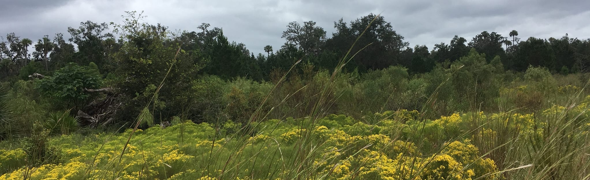 Silver Springs Short Loop, Florida - 19 Reviews, Map | AllTrails