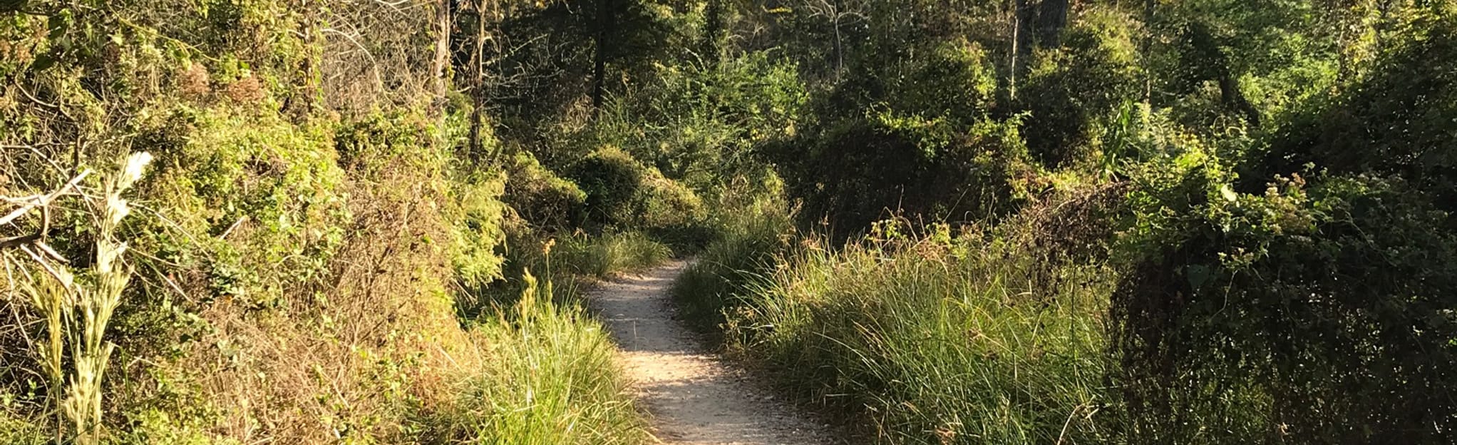 Purple and Yellow Trail Loop: 323 foto's - Texas | AllTrails