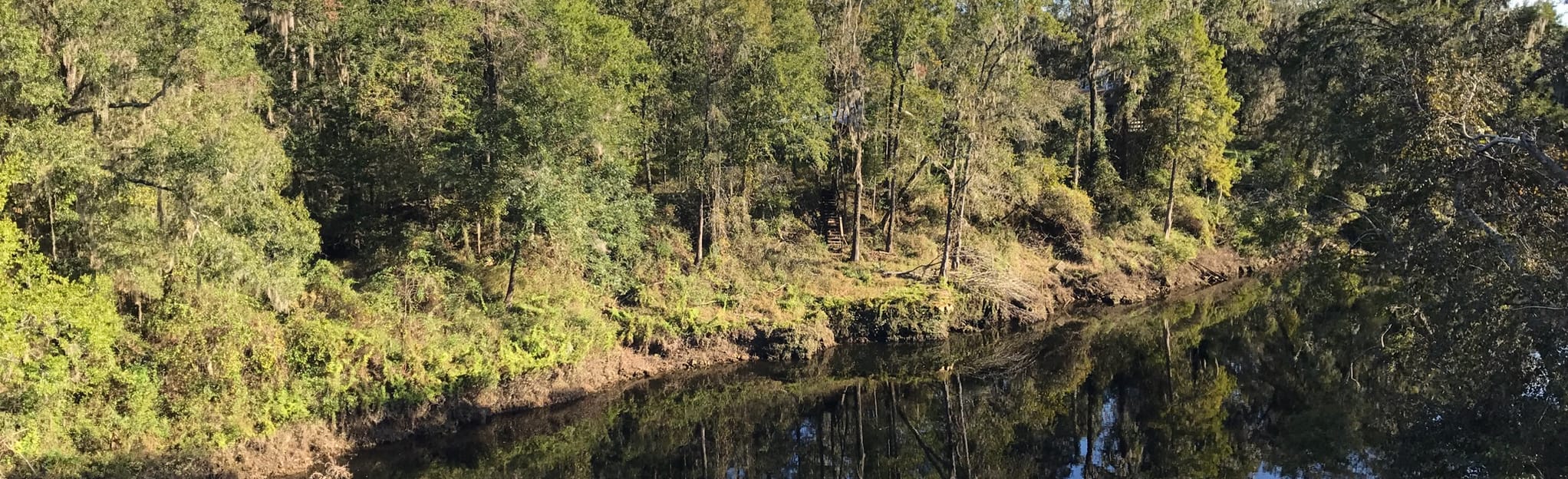 Big Oak Loop Trail, Florida - 62 Reviews, Map | AllTrails