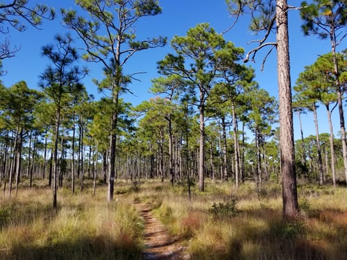 Best 10 Hikes and Trails in Croatan National Forest | AllTrails