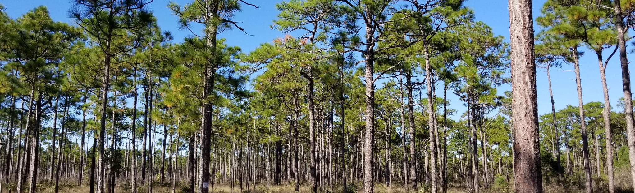Patsy Pond Green Trail: 28 Reviews, Map - North Carolina | AllTrails