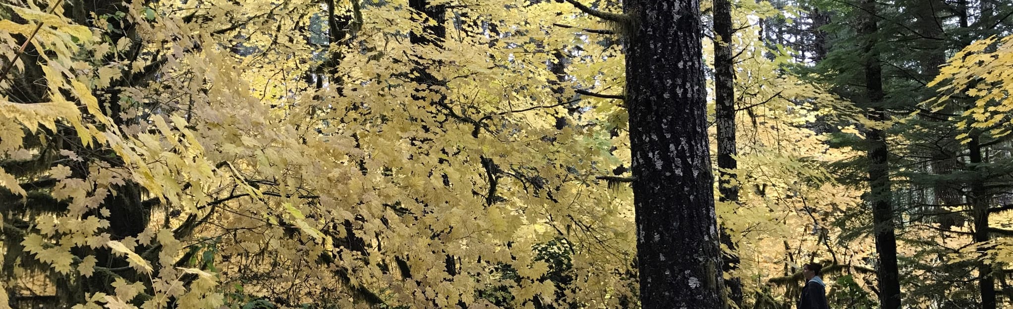 Four County Point Trail, Oregon - 95 Reviews, Map | AllTrails