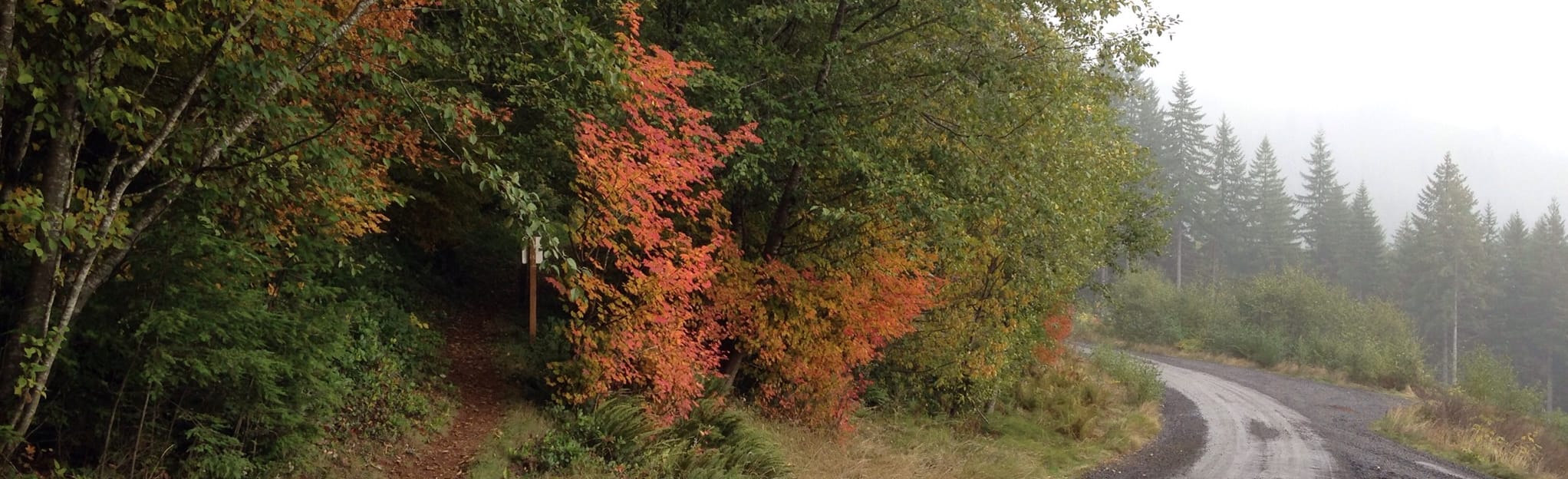 Capital Forest OHV Trail, Washington - 10 Reviews, Map | AllTrails