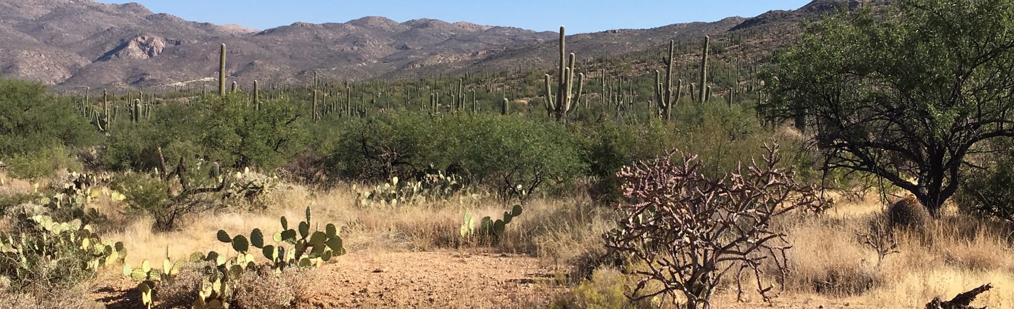 Douglas Spring, Converse, Garwood and Wildhorse Loop, Arizona - 412 ...