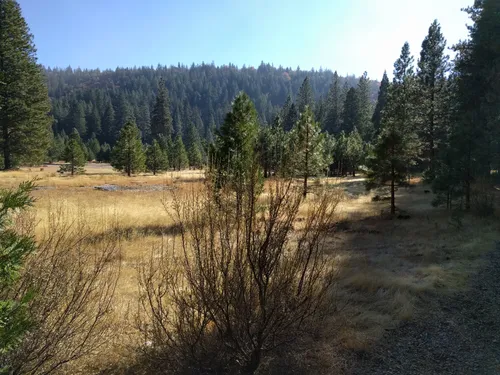 Best Forest Trails in Weed | AllTrails