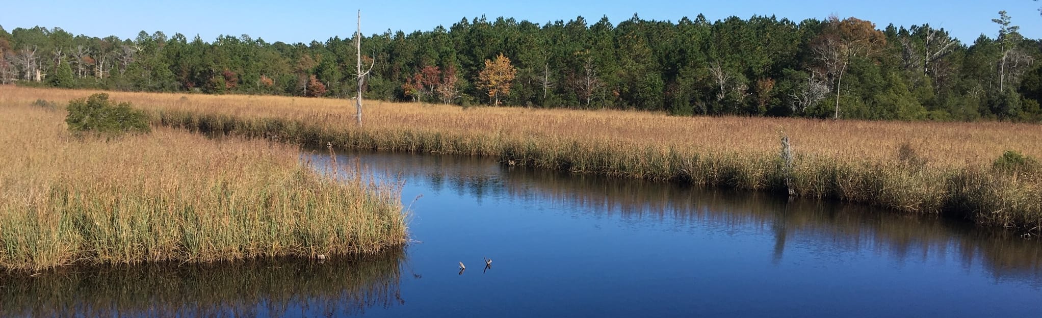 Latham-Whitehurst Nature Park: 190 Reviews, Map - North Carolina ...