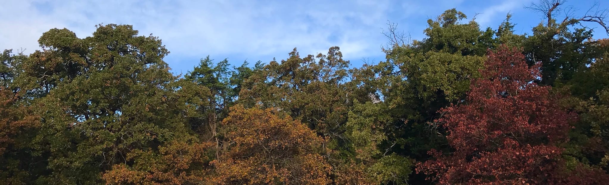 Parallel Forest Loop, Oklahoma - 330 Reviews, Map | AllTrails