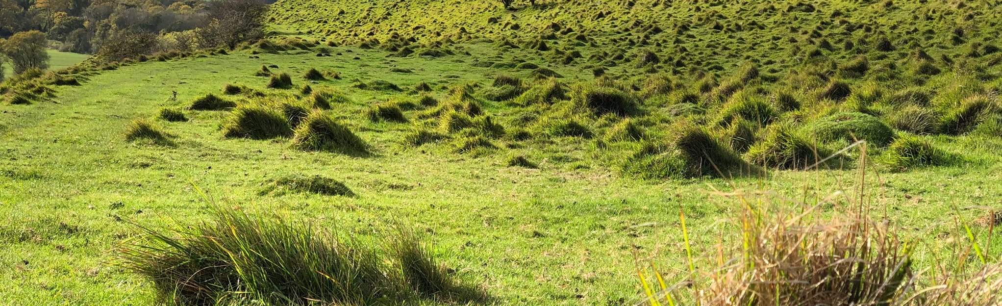 Postling and Sanding Circular: 11 Reviews, Map - Kent, England | AllTrails