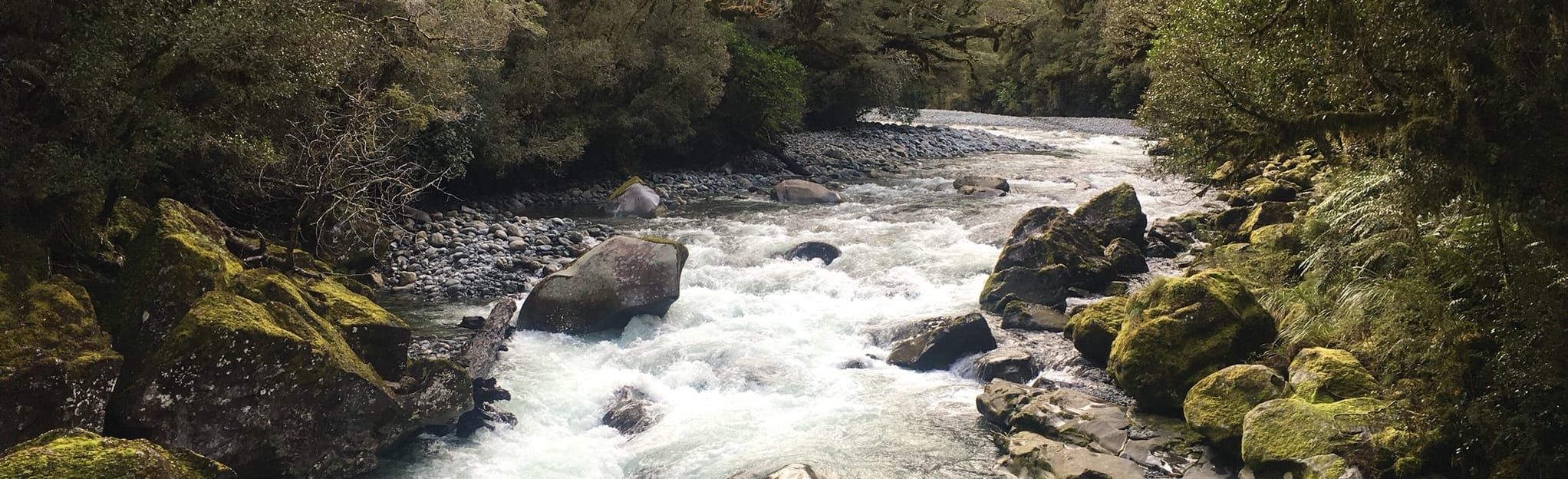 The Chasm Walk: 30 Reviews, Map - Southland, New Zealand | AllTrails