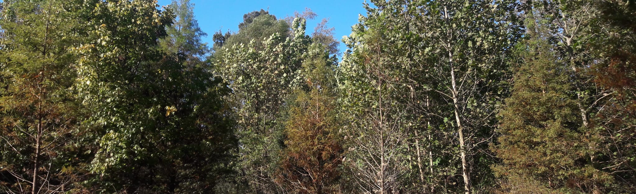 Black Swamp Trail: 202 fotos - Luisiana | AllTrails