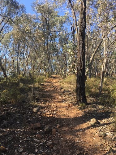 2023 Best 10 Walking Trails in Chiltern-Mount Pilot National Park ...