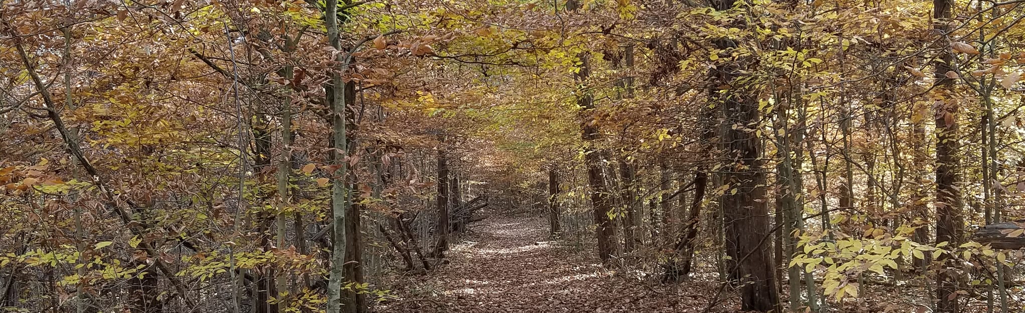 White Oak Trail: 70 Reviews, Map - Kentucky | AllTrails