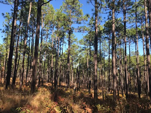 10 Best Trails and Hikes in Southern Pines | AllTrails