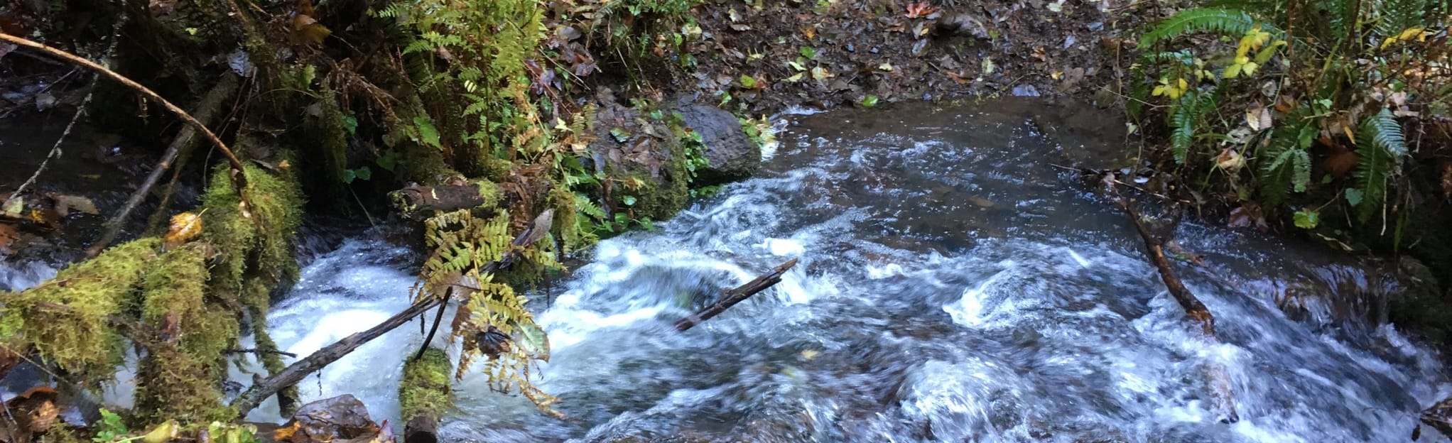 Molalla River Loop: 152 Reviews, Map - Oregon | AllTrails