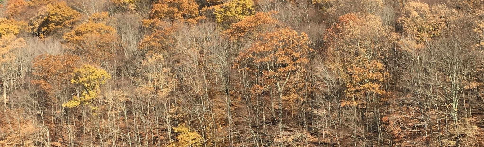 Lamentation Mountain, Connecticut - 185 Reviews, Map | AllTrails