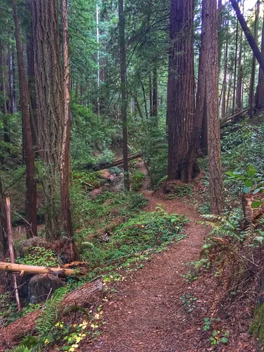 10 Best Hikes and Trails in Butano State Park | AllTrails