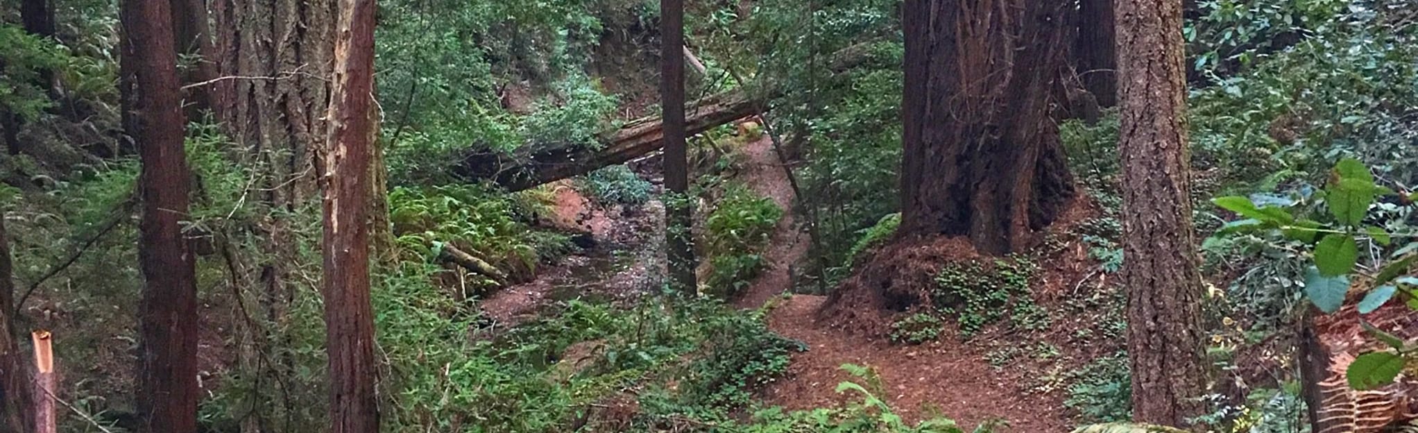 Año Nuevo, Goat Hill, and Butano Creek Trail Loop: 95 Reviews, Map ...
