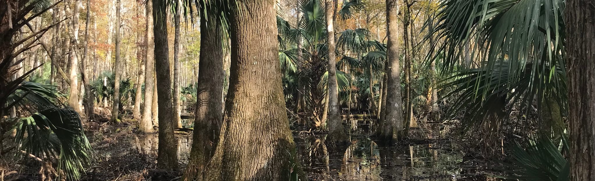 Cross Florida Greenway: Marshall Swamp Trail, Florida - 217 Reviews ...