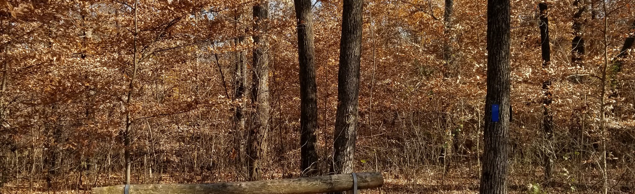 Collie Ridge Loop | Map, Guide - Kentucky | AllTrails