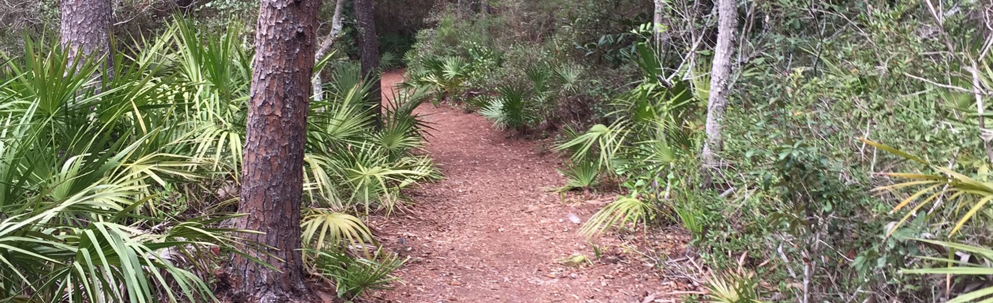 Oak Tree Nature Park Trail, Florida - 157 Reviews, Map | AllTrails