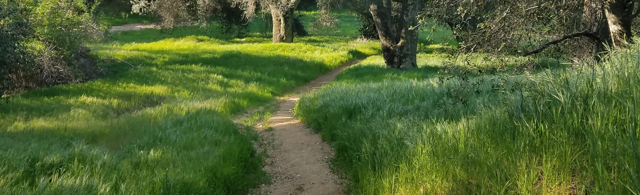 Oak Tree to McCullough Loop: 105 Reviews, Map - California | AllTrails