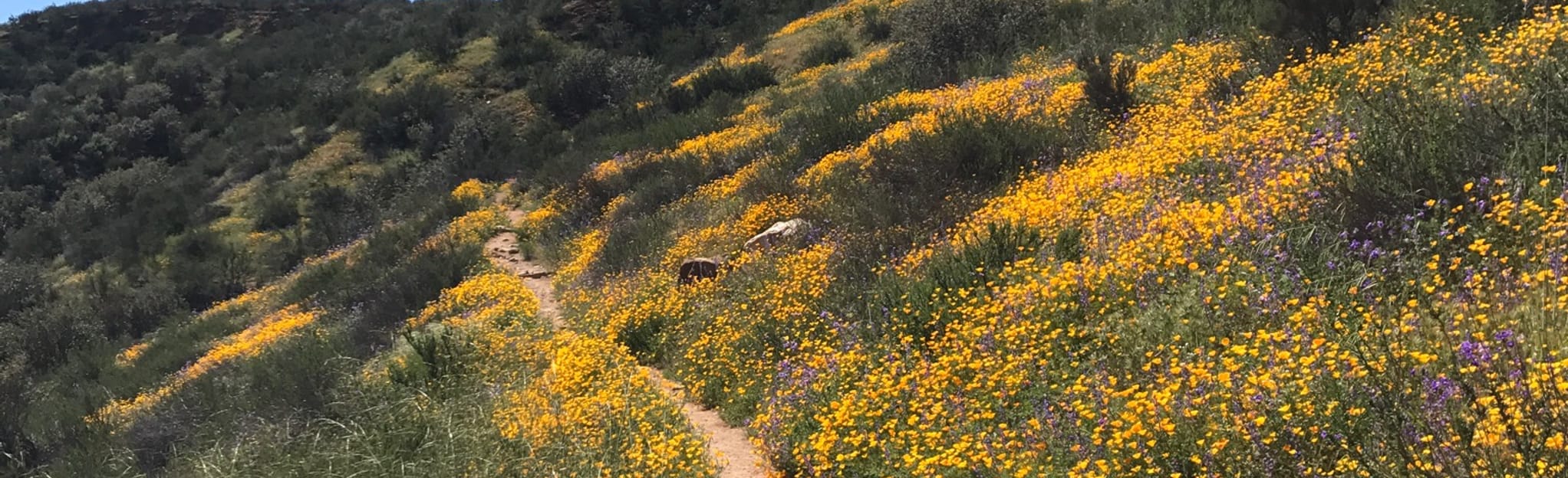 Agua Tibia Full Loop Trail: 1.678 foto's - Californië | AllTrails