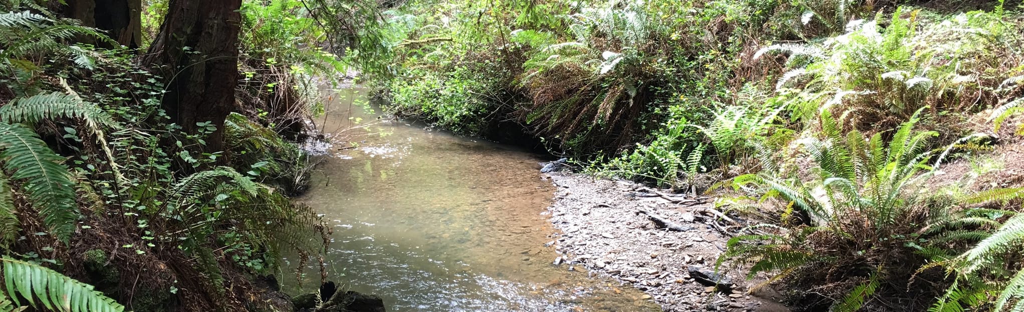 Little Butano Creek Trail [CLOSED], California - 51 Reviews, Map ...