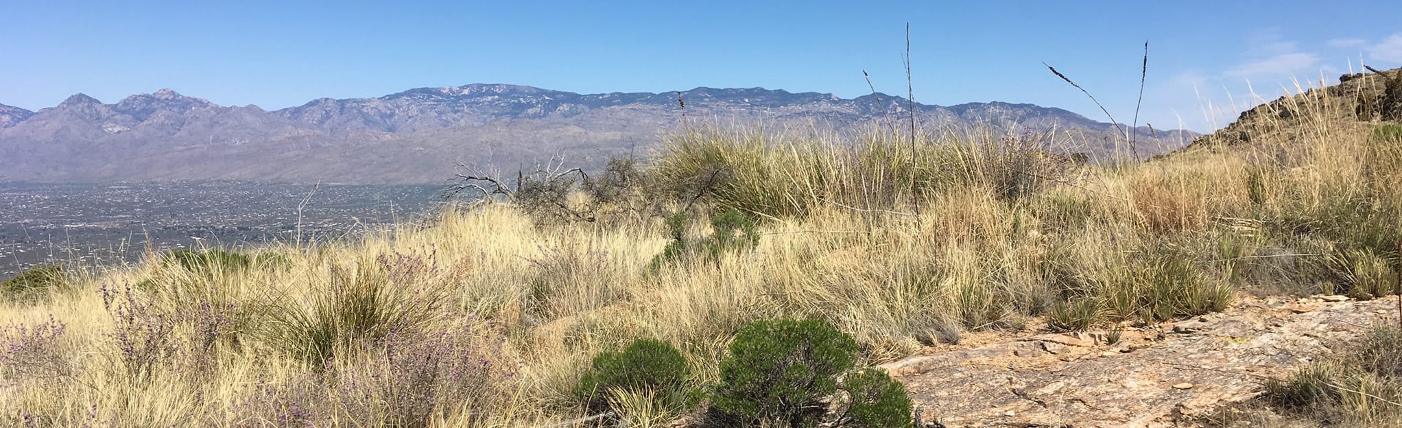 Tanque Verde Peak via Tanque Verde Ridge Trail, Arizona - 324 Reviews ...