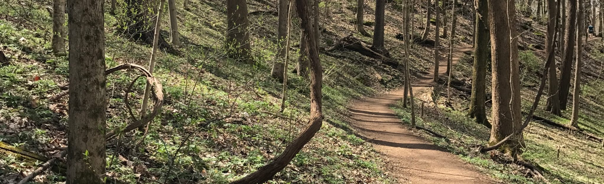 Mossy Ridge Trail, Tennessee - 6,293 Reviews, Map | AllTrails