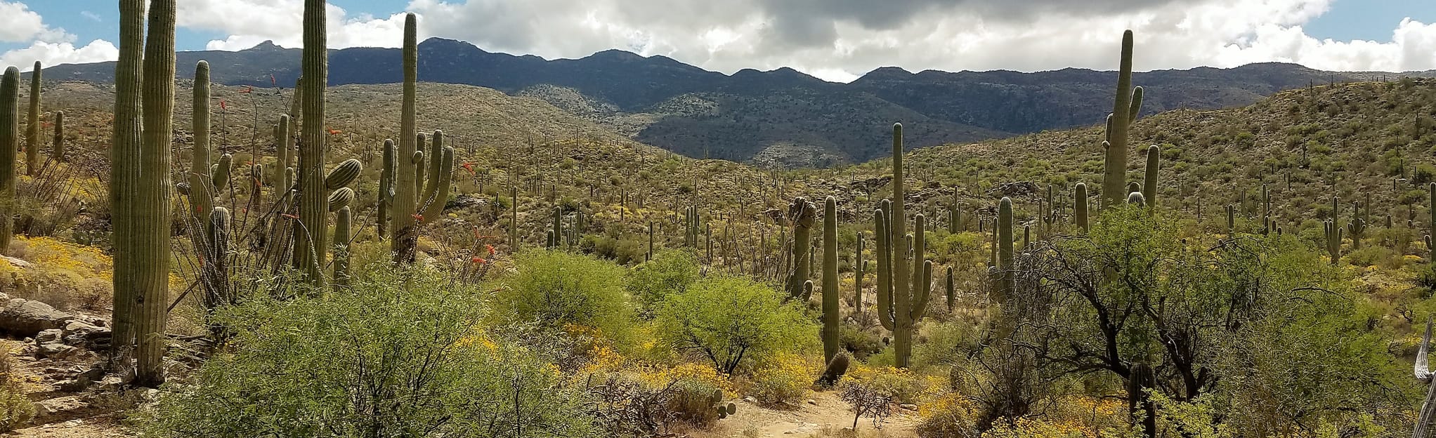 Garwood Dam To Douglas Spring Loop Trail: 2.816 foto's - Arizona ...
