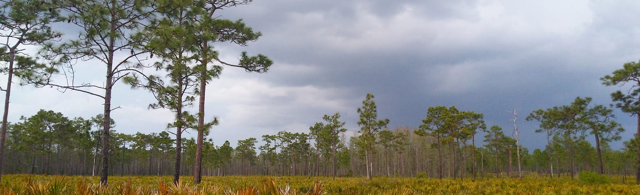 Starkey Park Paved Trail, Florida - 469 Reviews, Map | AllTrails