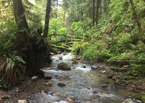 10 Best Hikes and Trails in Purisima Creek Redwoods Open Space Preserve ...