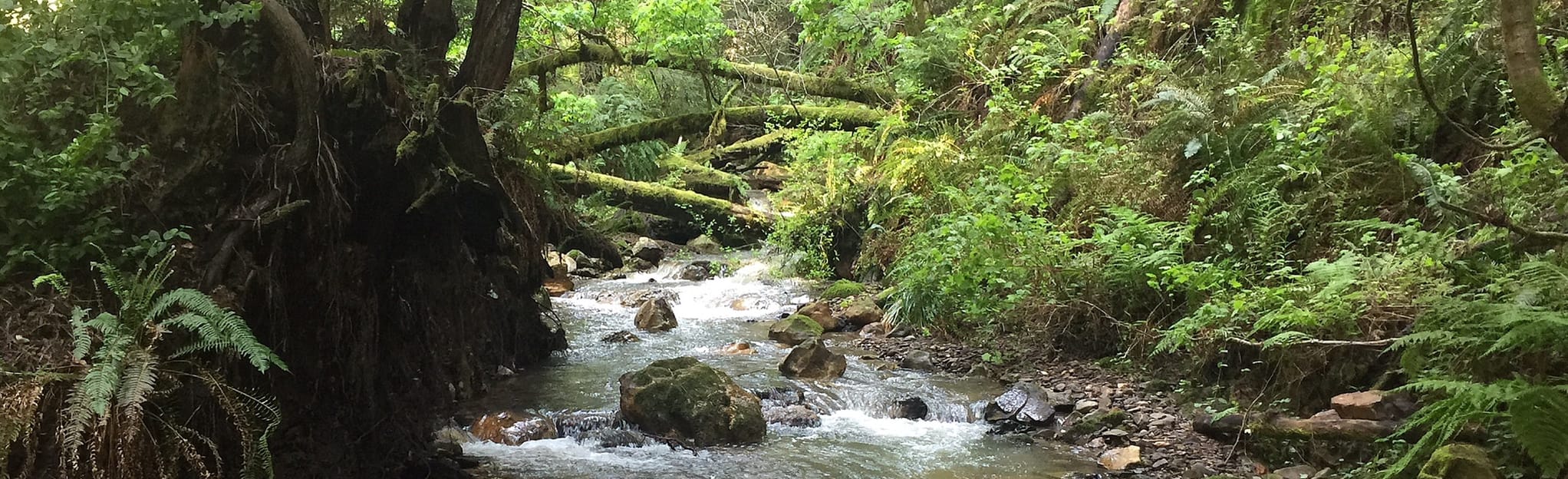 Borden Hatch Mill, Purisima Creek and Grabtown Gulch Trail, California ...