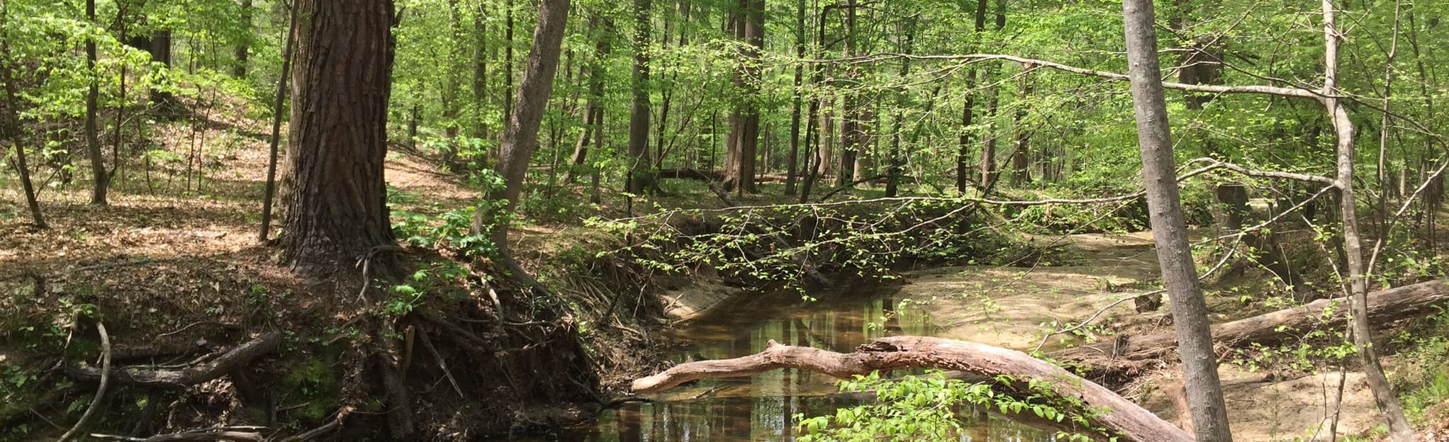 Simpsonwood Loop Trail: 1119 Reviews, Map - Georgia | AllTrails