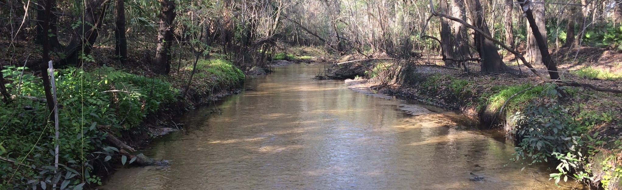 Little Manatee River Short Loop, Florida - 468 Reviews, Map | AllTrails