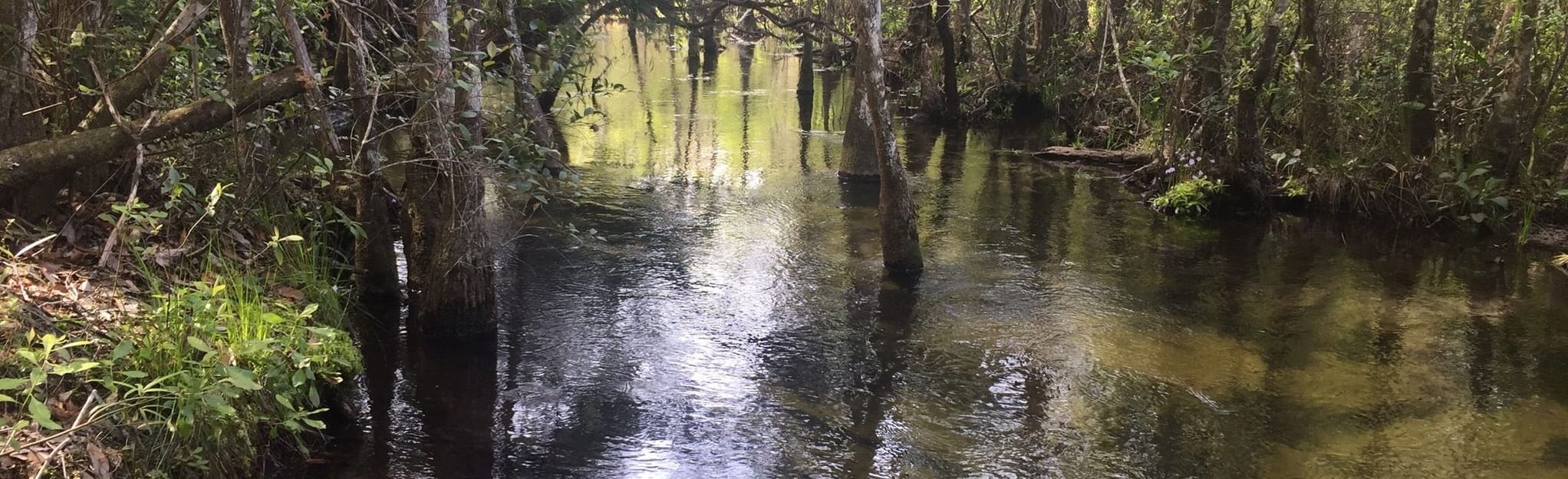 Yellow River Ravines Trail, Florida - 69 Reviews, Map | AllTrails