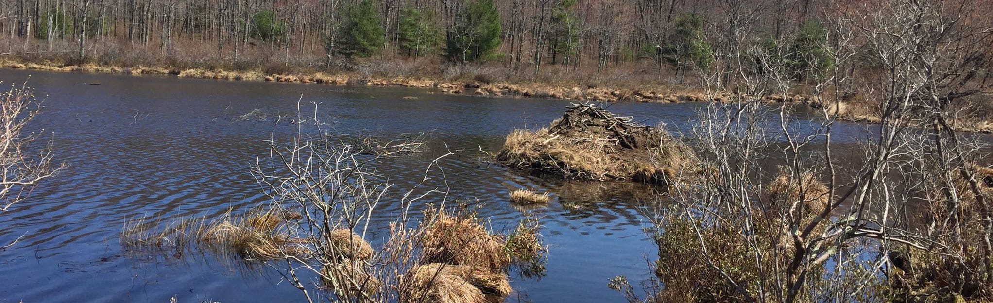 Bruce Lake Trail, Pennsylvania - 16 Reviews, Map | AllTrails