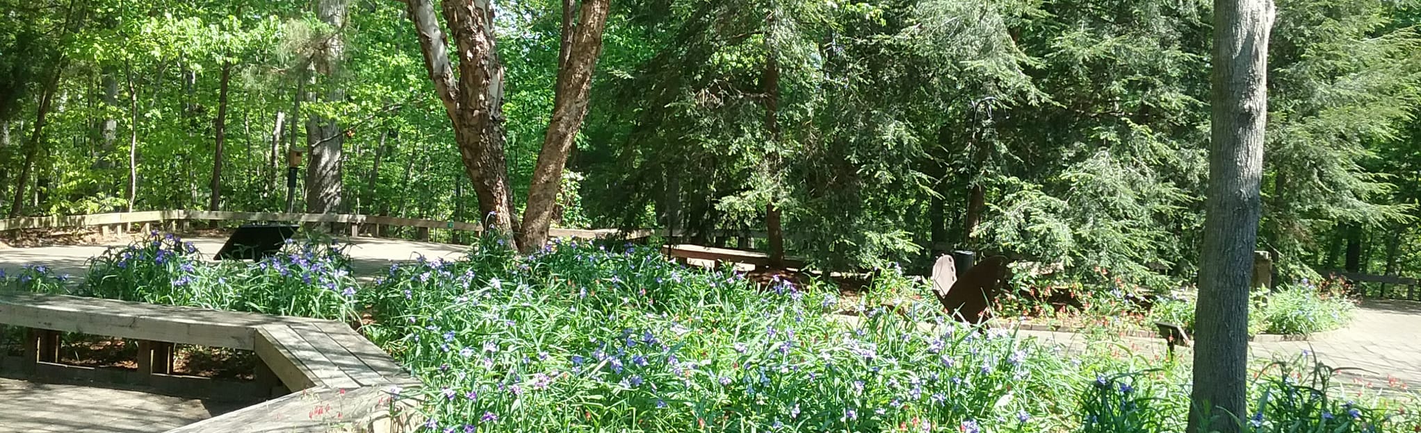 Chestnut Oak Loop Trail, North Carolina - 424 Reviews, Map | AllTrails