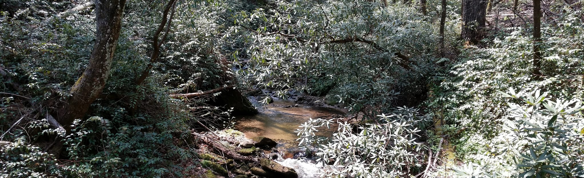 Foothills Trail: Bad Creek A7 to Bear Gap: 85 Reviews, Map - South ...