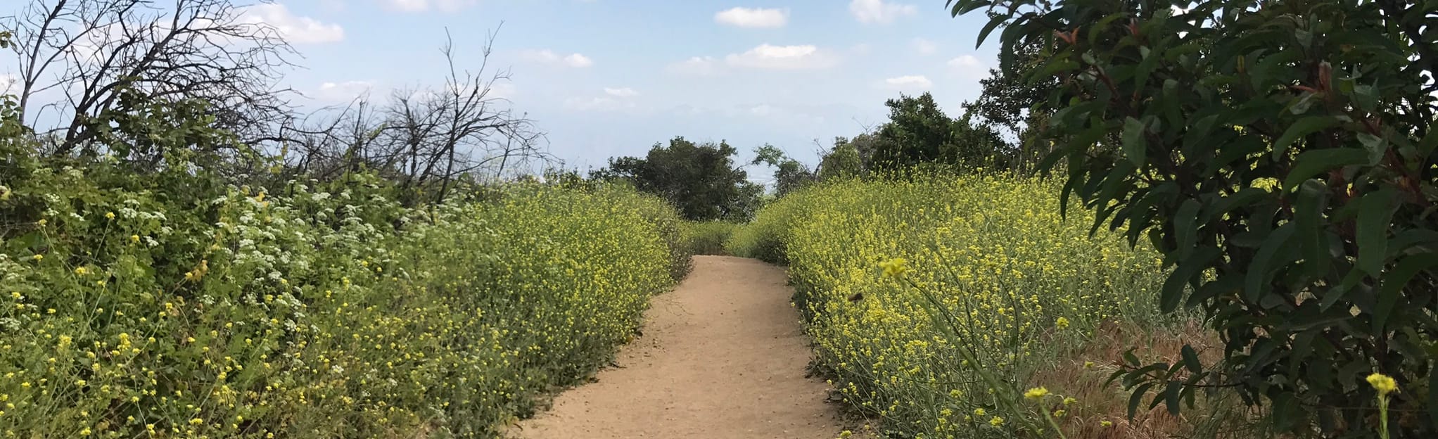 Ahwingna and Native Oak Loop Trail, California - 1,387 Reviews, Map ...