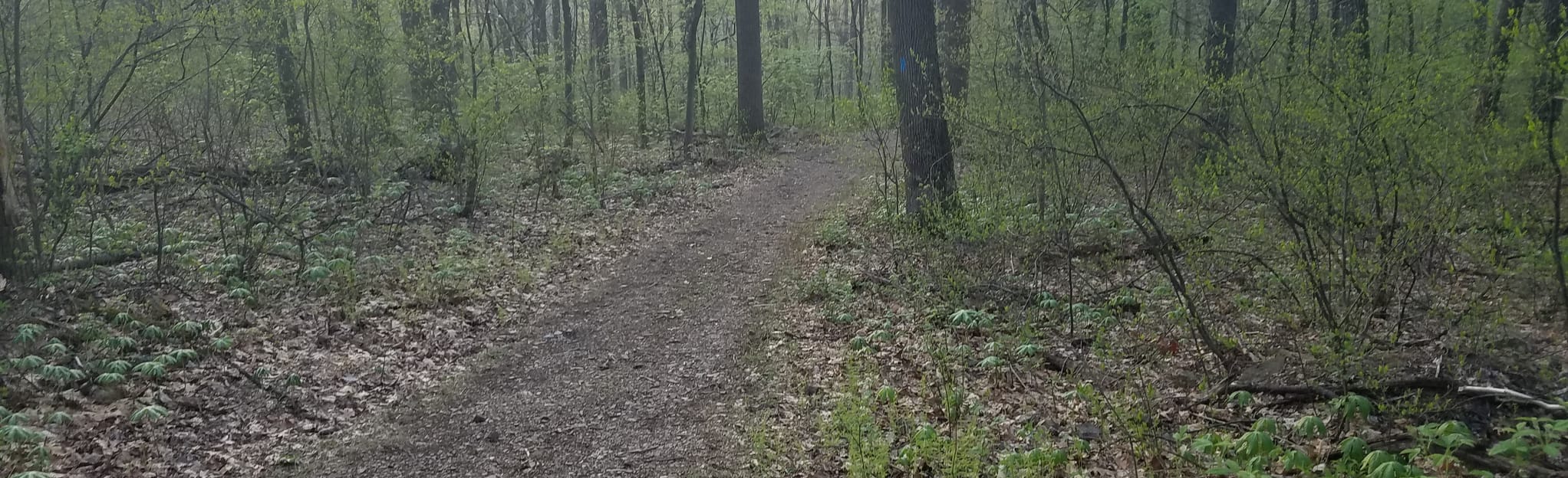 Boyd Big Tree Preserve Conservation Area Creek Trail, Pennsylvania ...