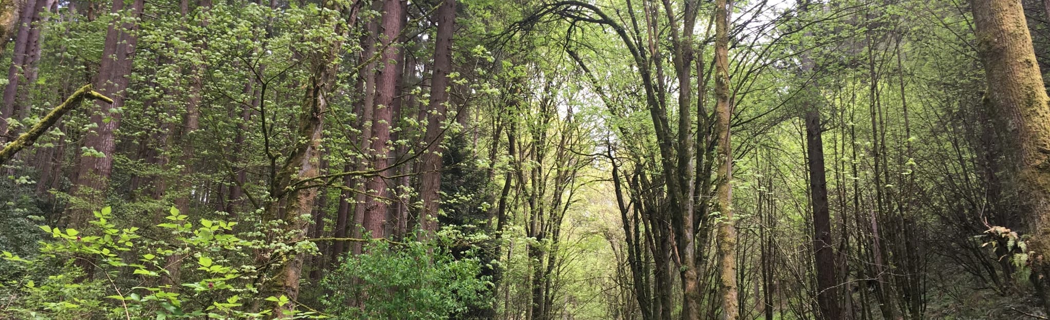 Llandover Woods , Washington - 190 Reviews, Map | AllTrails