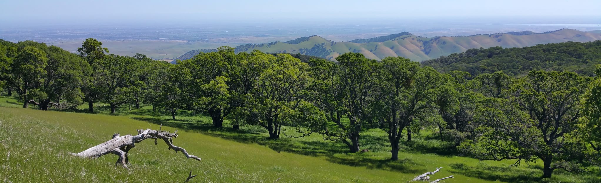 Volvon and Blue Oak Loop Trail, California - 193 Reviews, Map | AllTrails