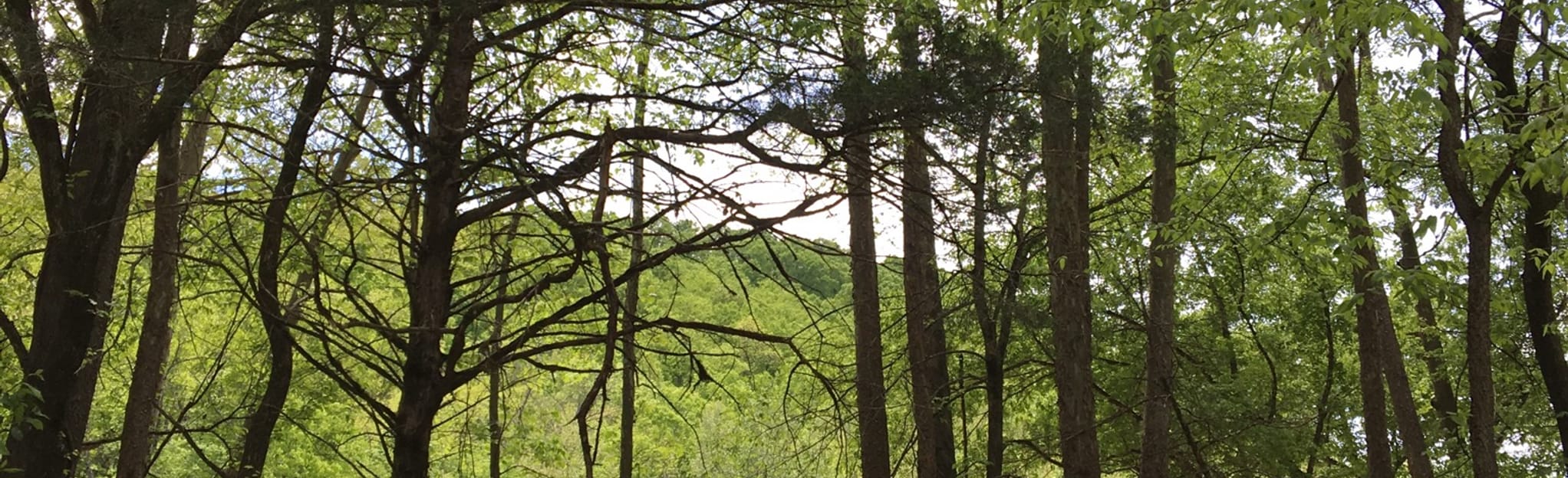 Busiek Yellow Trail: 496 Reviews, Map - Missouri | AllTrails