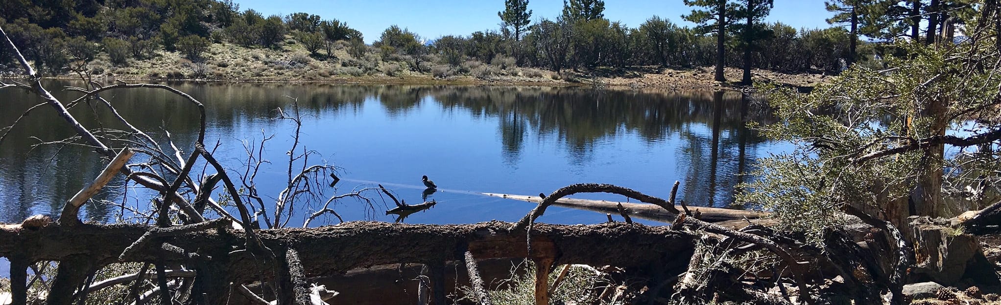 Dry Pond Loop, Nevada - 1,396 Reviews, Map | AllTrails