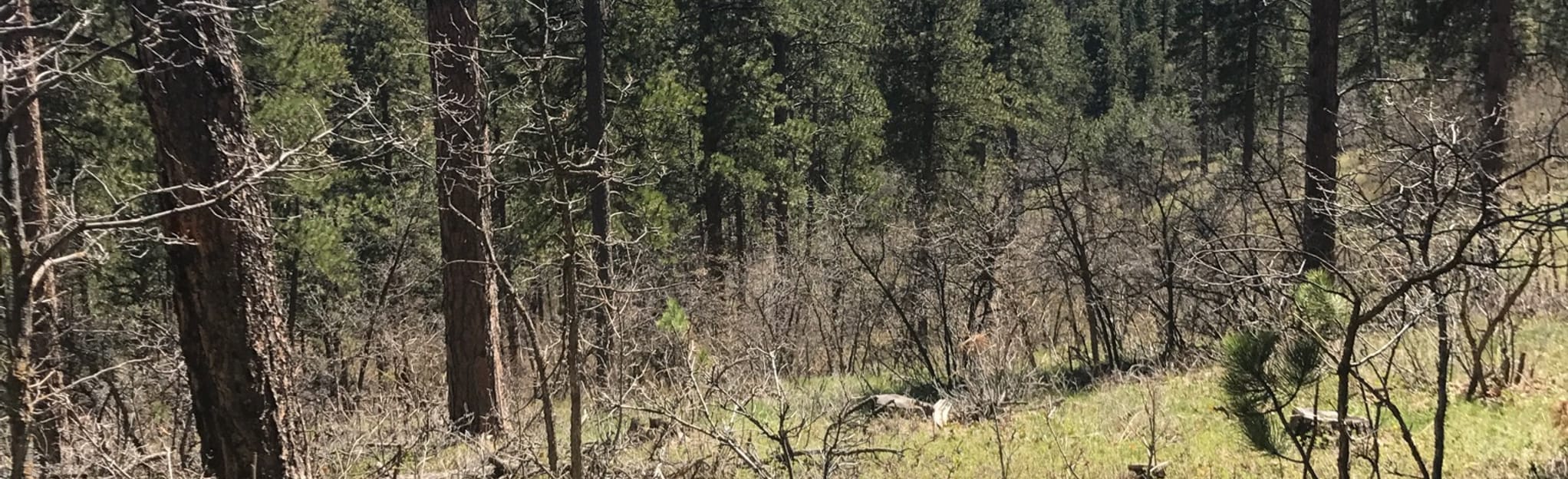 Tinton Trail, South Dakota - 90 Reviews, Map | AllTrails